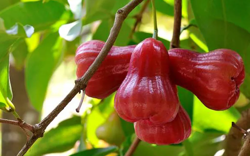 All about Rose Apples and its top 7 health benefits – You and I